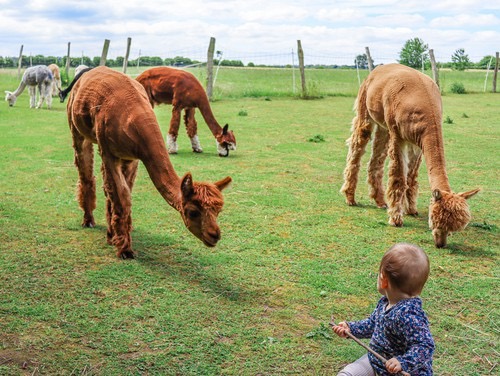 Alpakahof Carpe Diem - Erlebnisse mit Alpakas
